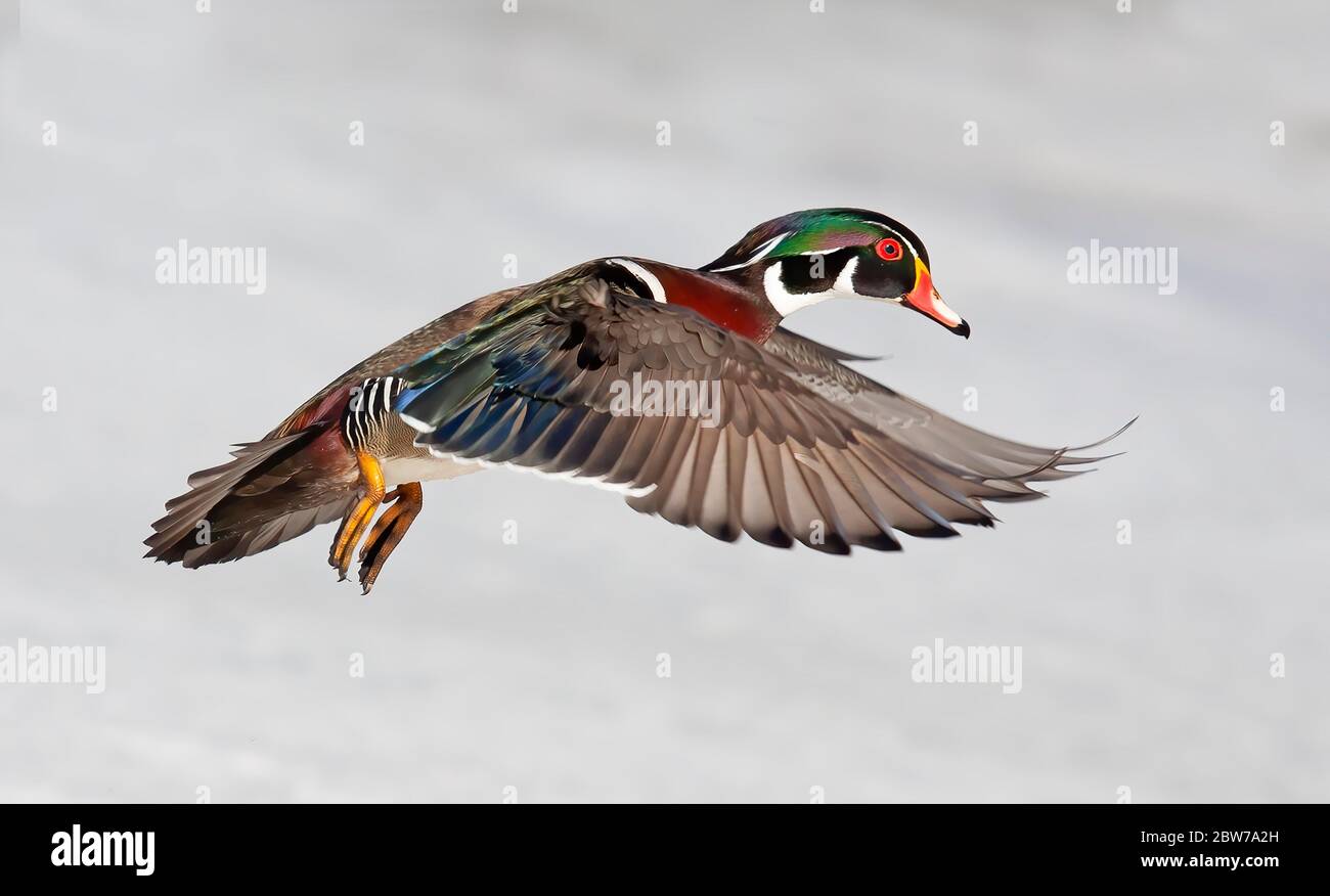 Wood duck male (Aix sponsa) with colourful wings taking flight over the ...