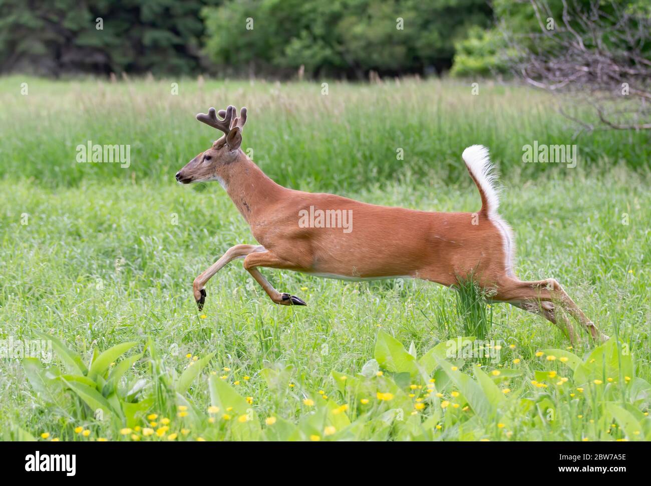 Deers Bucks Running