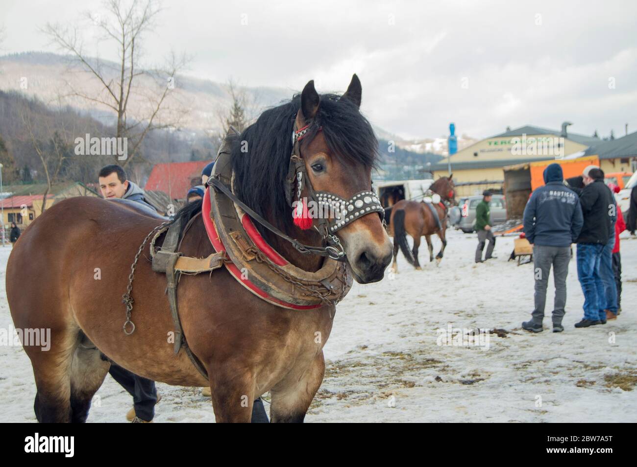 Farm horse races Stock Photo - Alamy