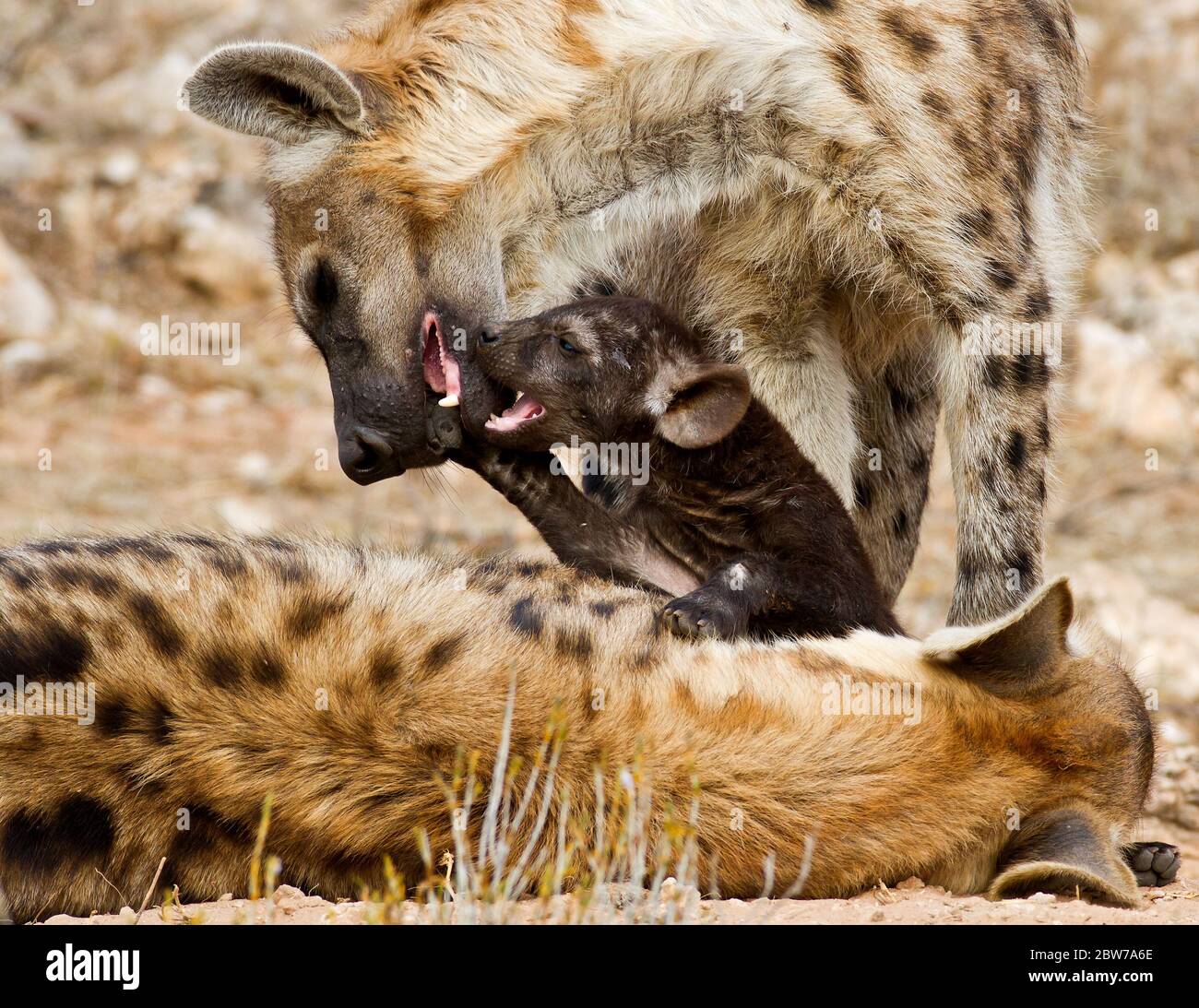 heyna and cubs africa, kgalagadi, kalahari Stock Photo - Alamy