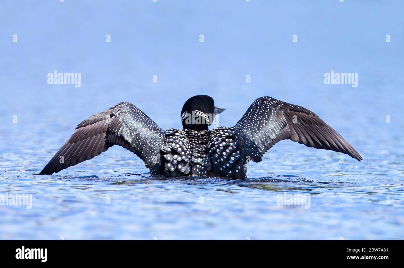 Common Loon drying her wings in the morning as she swims on Wilson Lake ...
