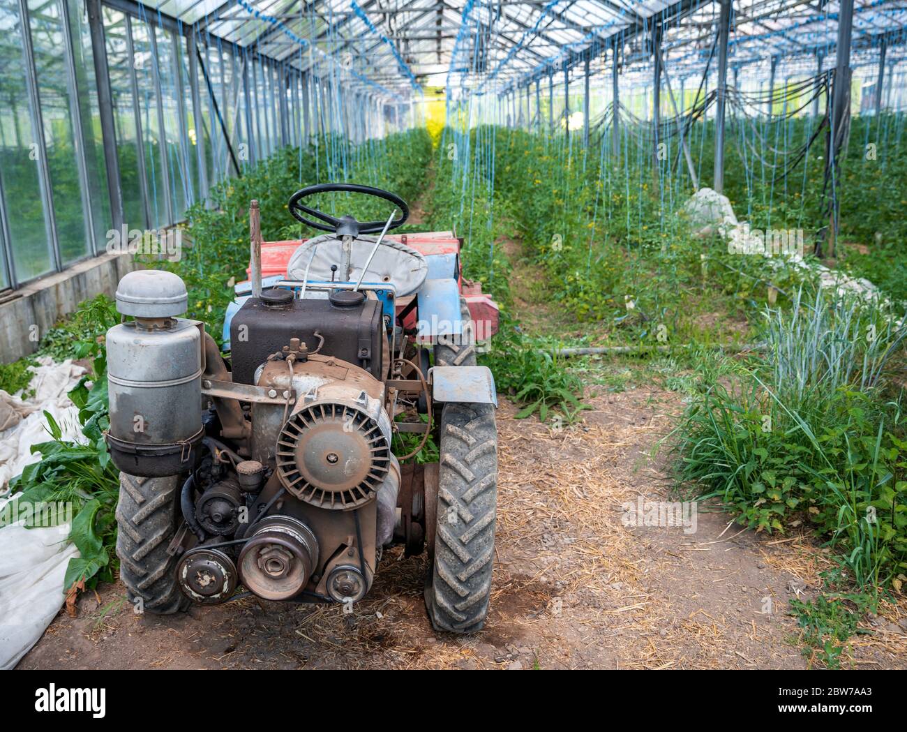 small old tractor in a greenhouse on a farm to help with the ...