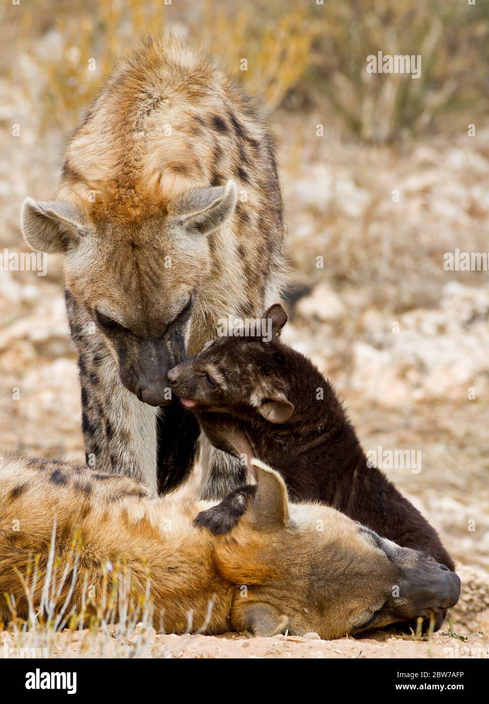 heyna and cubs africa, kgalagadi, kalahari Stock Photo - Alamy
