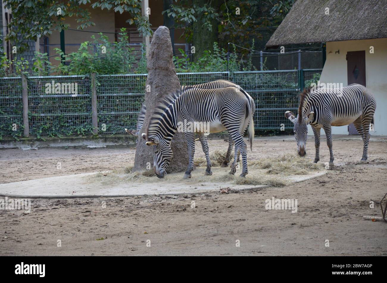 Zebra with white belly hi-res stock photography and images - Alamy