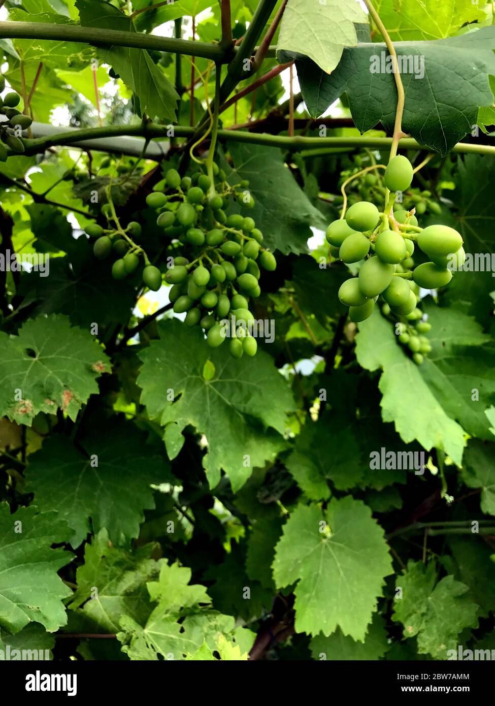 Grapes white wine on tree with branch and green background Stock Photo ...