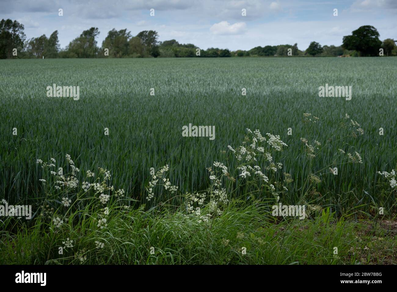The Alma Pub, Copford, Essex Stock Photo - Alamy