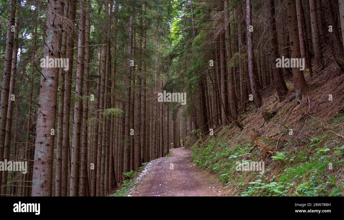 Trees on the path hi-res stock photography and images - Alamy