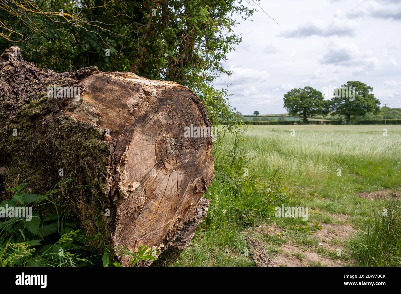 The Alma Pub, Copford, Essex Stock Photo - Alamy