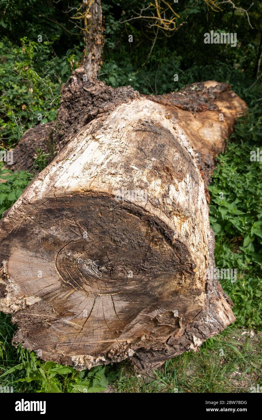 The Alma Pub, Copford, Essex Stock Photo - Alamy