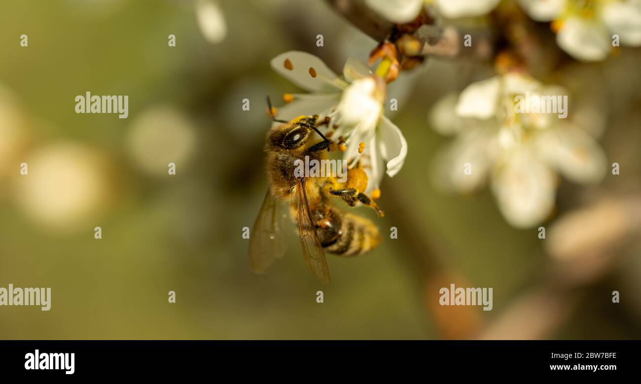 Honey bee pollination hi-res stock photography and images - Alamy