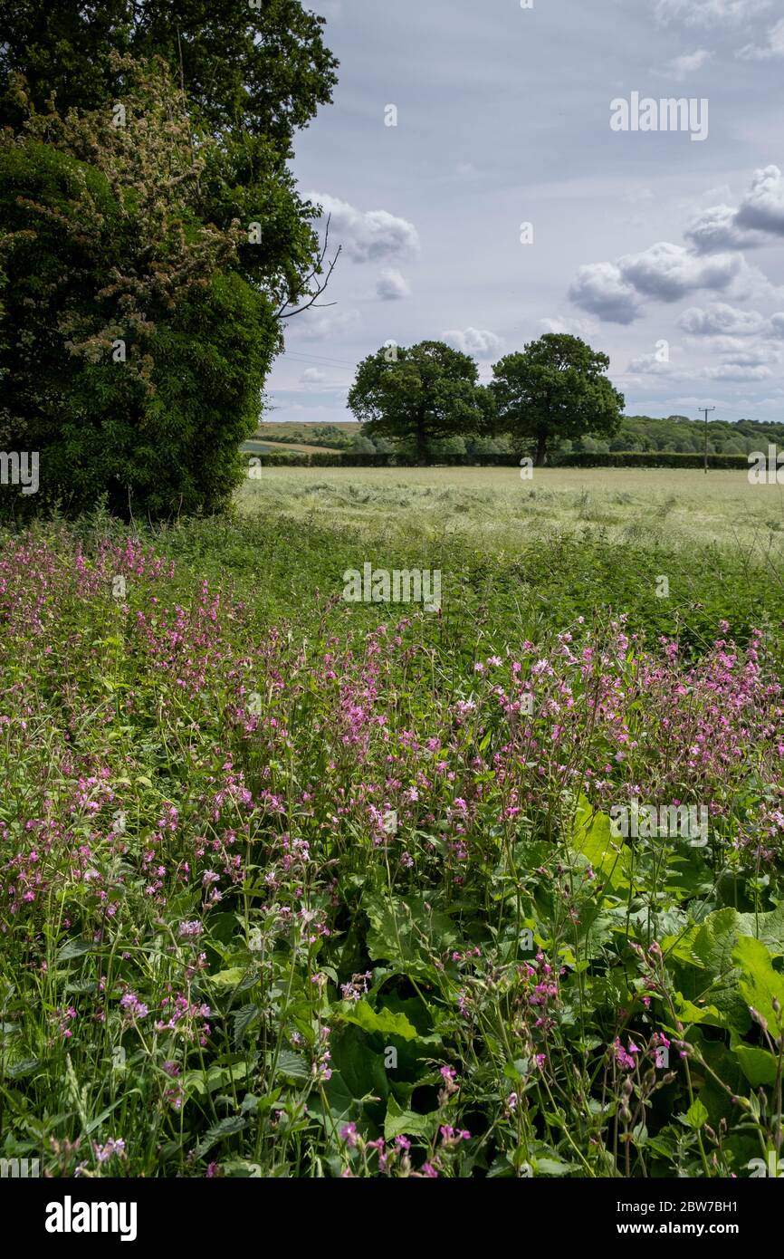 The Alma Pub, Copford, Essex Stock Photo - Alamy