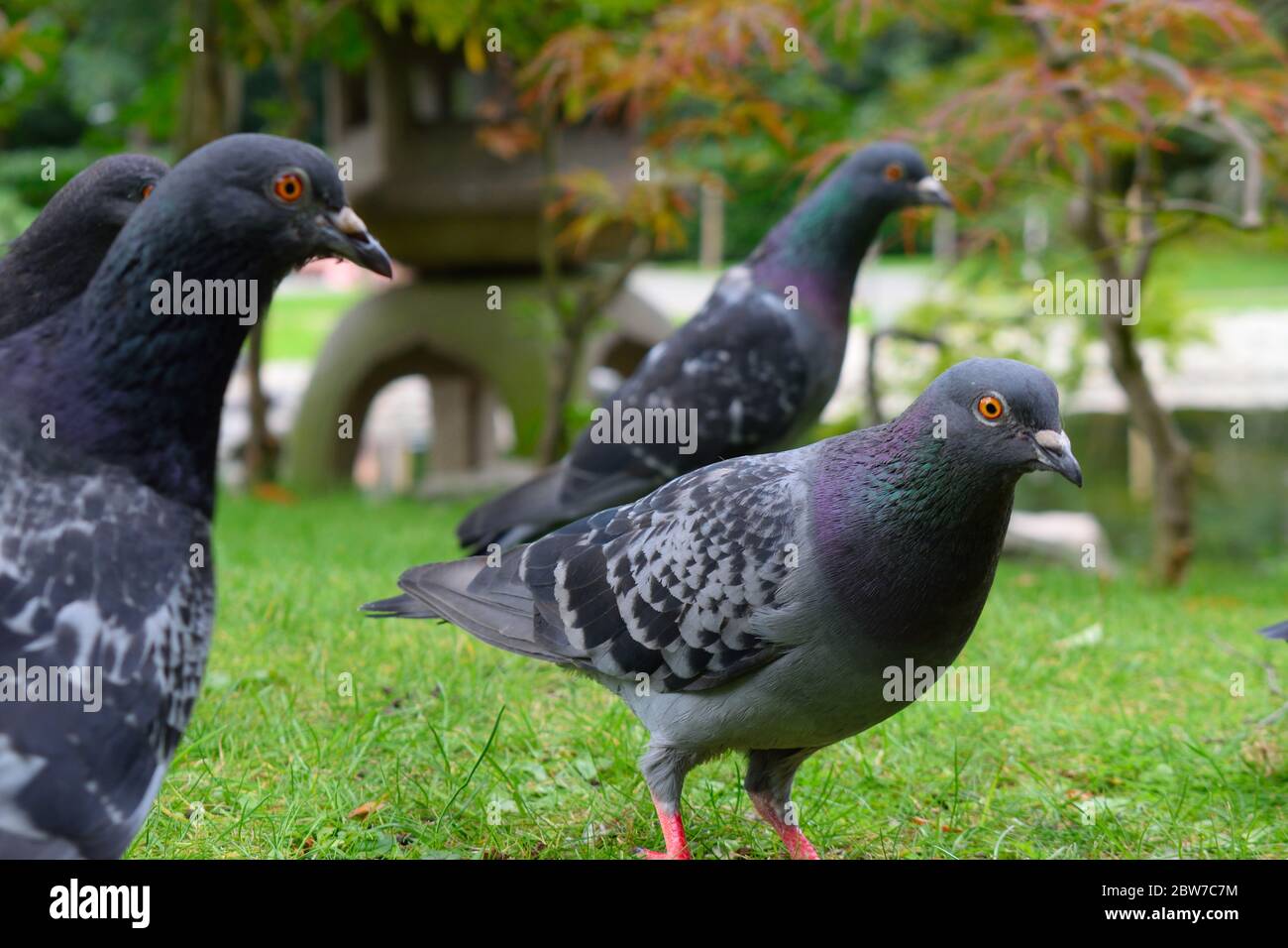 Group pigeons in public park hi-res stock photography and images - Alamy