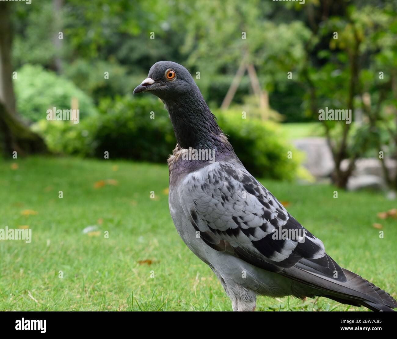 Pigeon foraging hi-res stock photography and images - Alamy