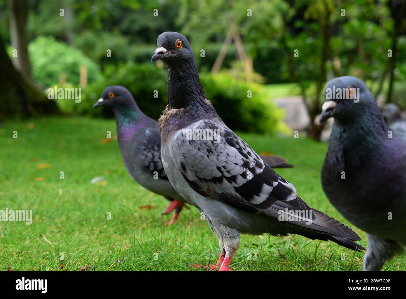 Group three common pigeons hi-res stock photography and images - Alamy