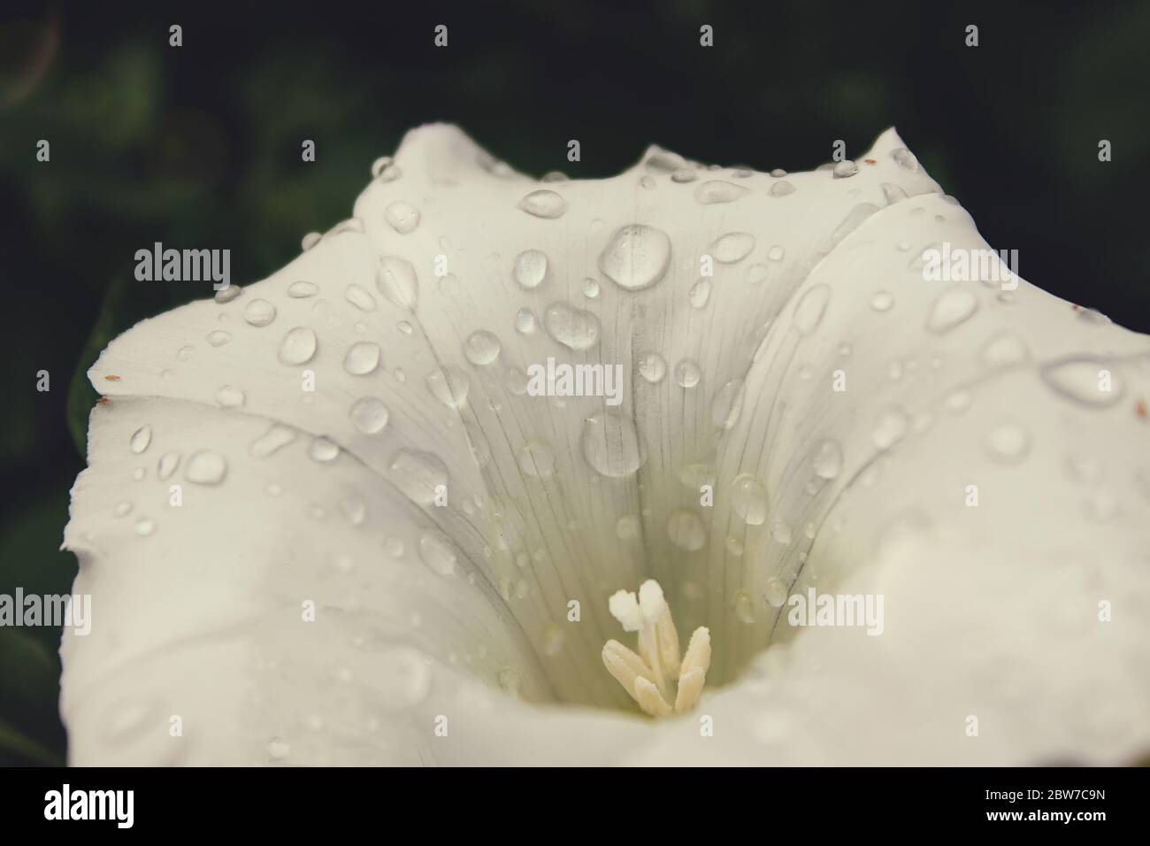 White open flower loach. A beautiful garden weed. Beautiful snow-white ...