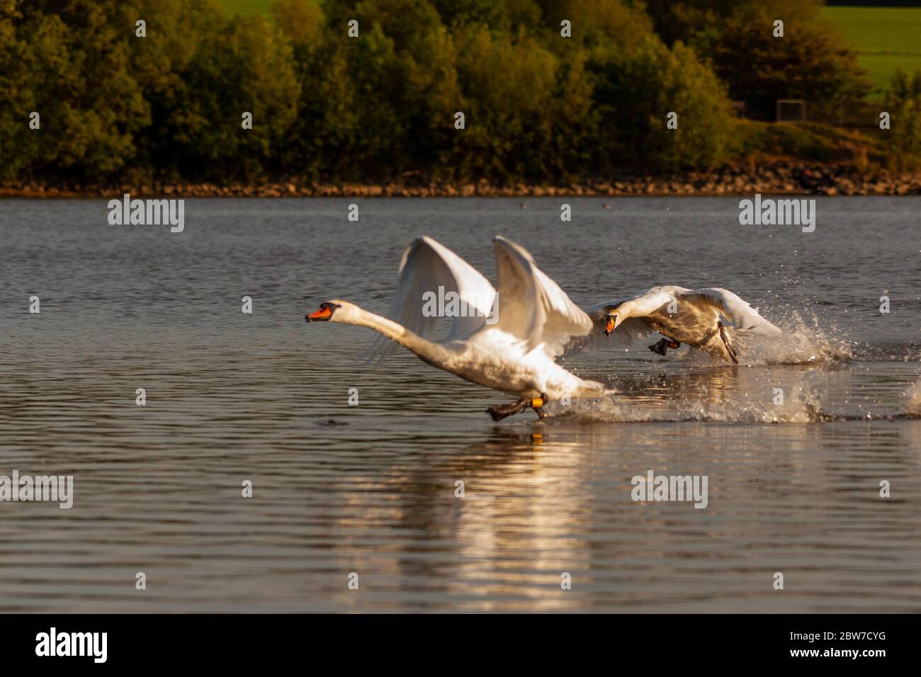 Mute swans being aggressive and fighting on Harthill ponds Stock Photo ...