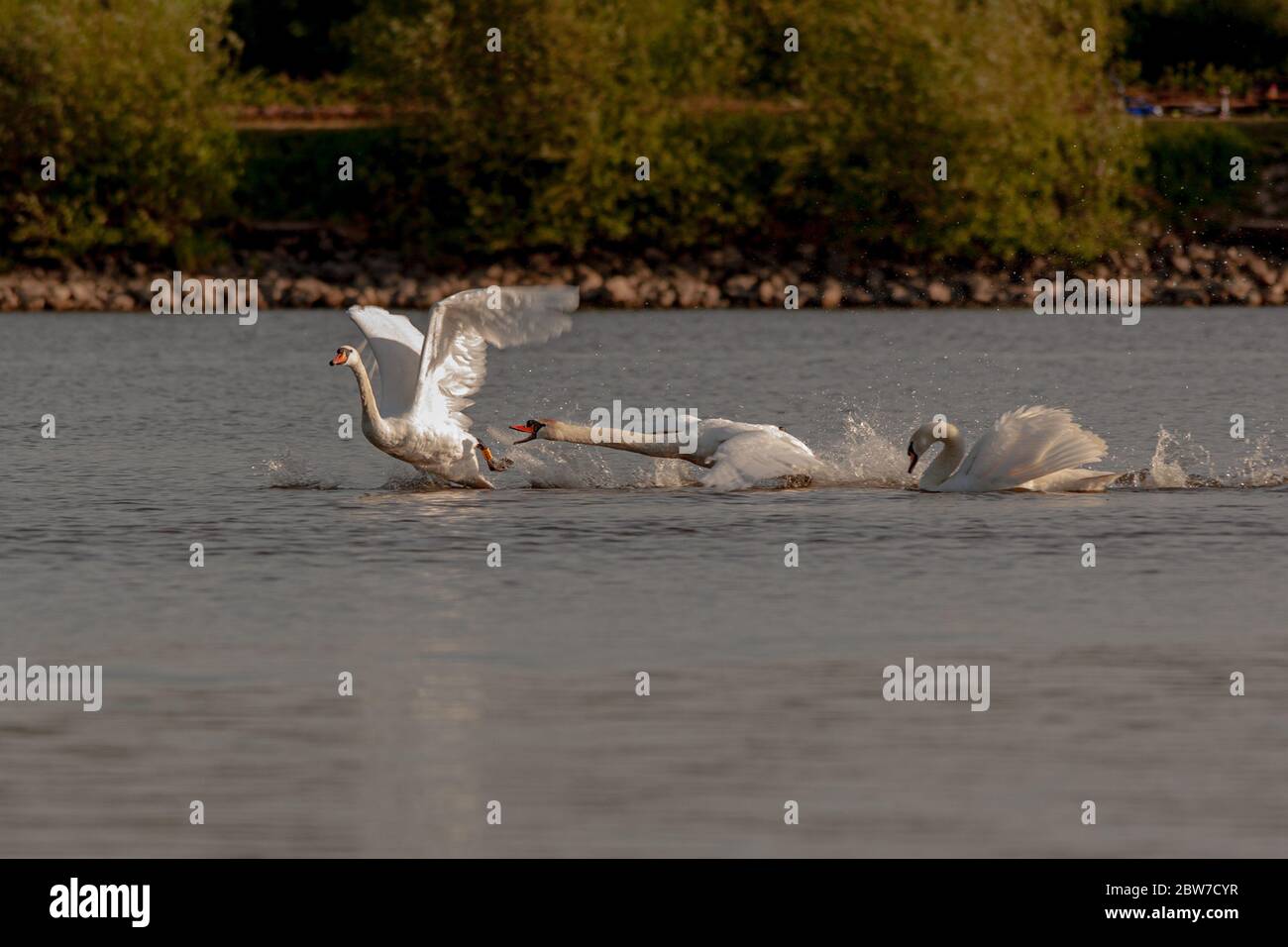 Mute swans being aggressive and fighting on Harthill ponds Stock Photo ...