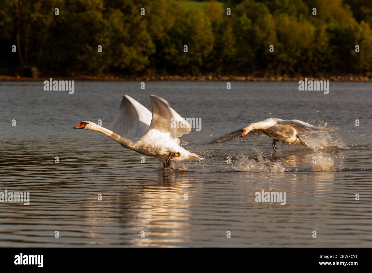 Mute swans being aggressive and fighting on Harthill ponds Stock Photo ...