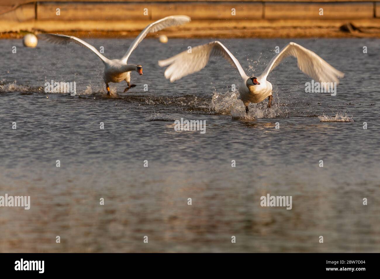 Mute swans being aggressive and fighting on Harthill ponds Stock Photo ...