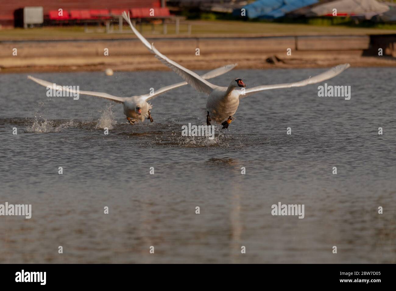 Mute swans being aggressive and fighting on Harthill ponds Stock Photo ...