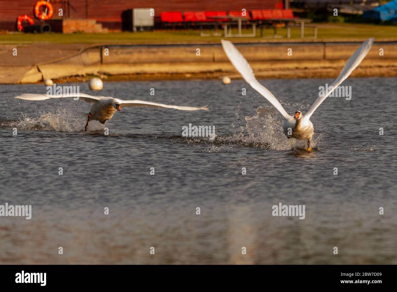 Male Swans Fighting High Resolution Stock Photography and Images - Alamy