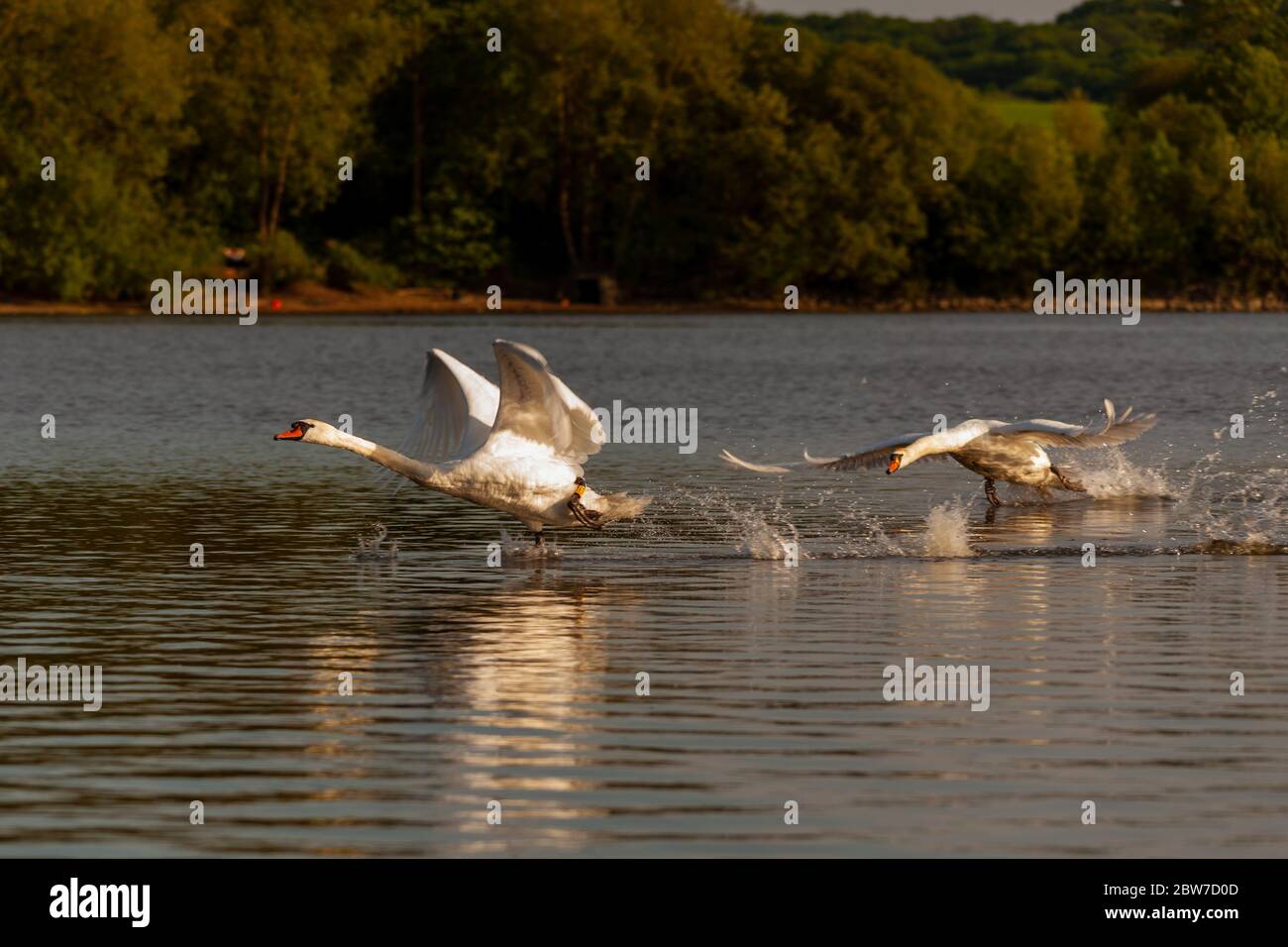 Mute swans being aggressive and fighting on Harthill ponds Stock Photo ...