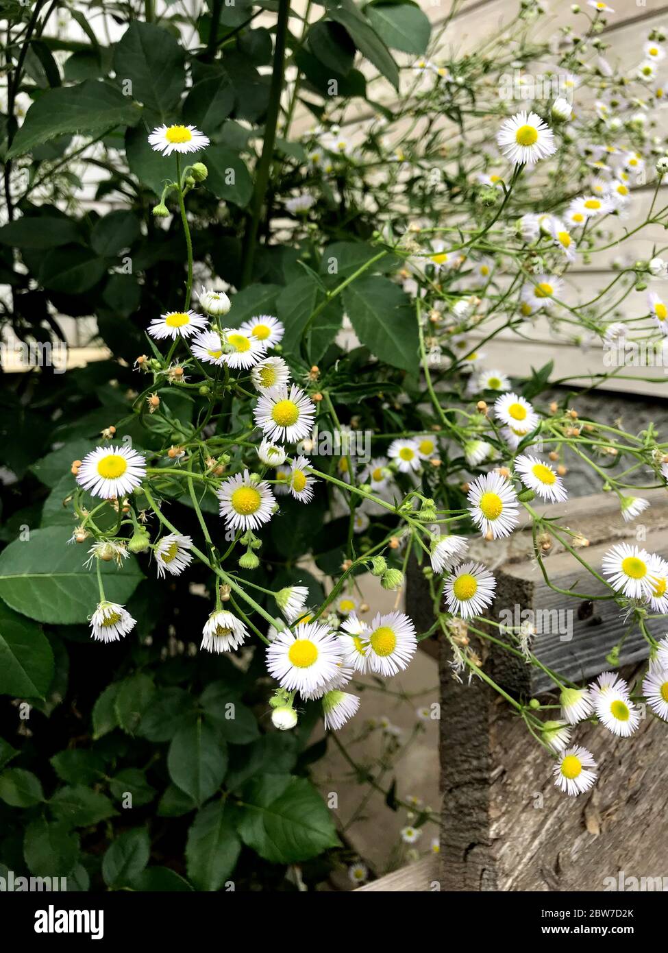 Daisy flowers in the yard. Beautiful nature scene background with ...