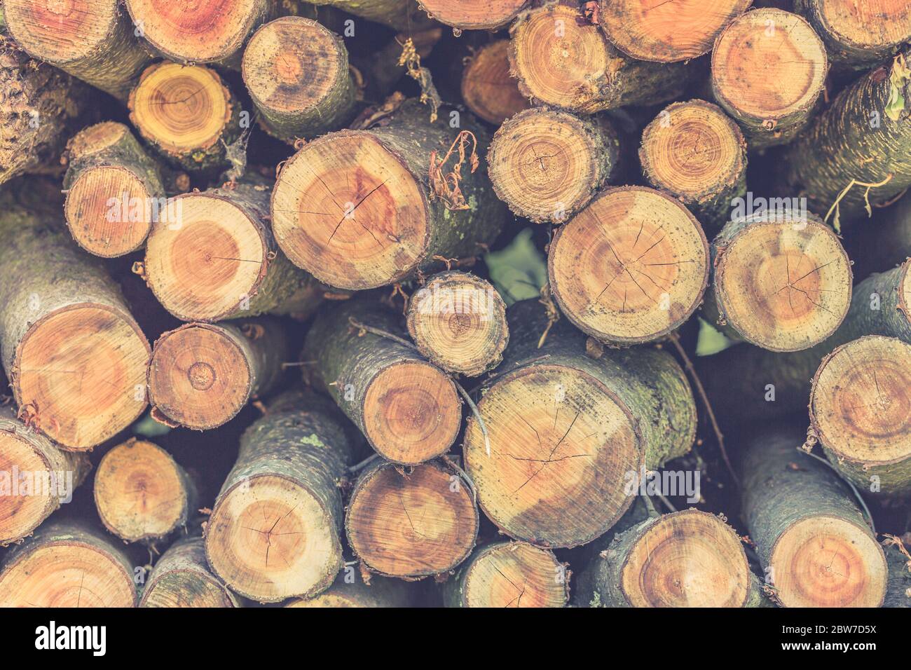 Closeup of logs of trees in nature. a lot of cutted logs Stock Photo ...