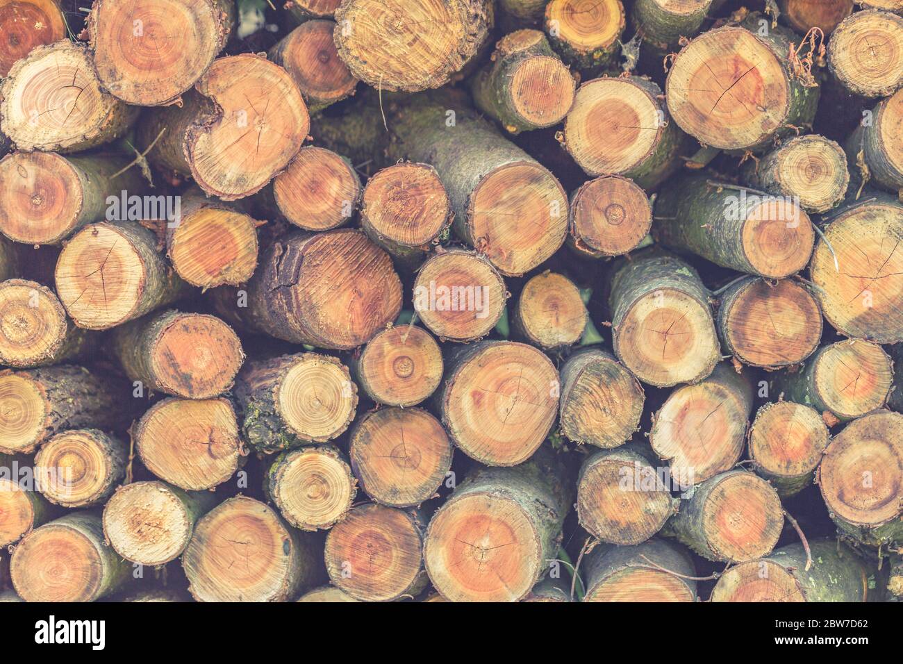 Closeup of logs of trees in nature. a lot of cutted logs Stock Photo ...
