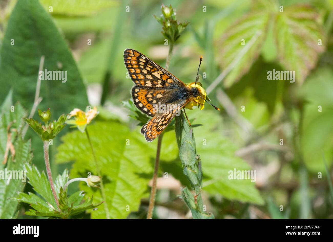 Fritillary fritillaries hi-res stock photography and images - Alamy