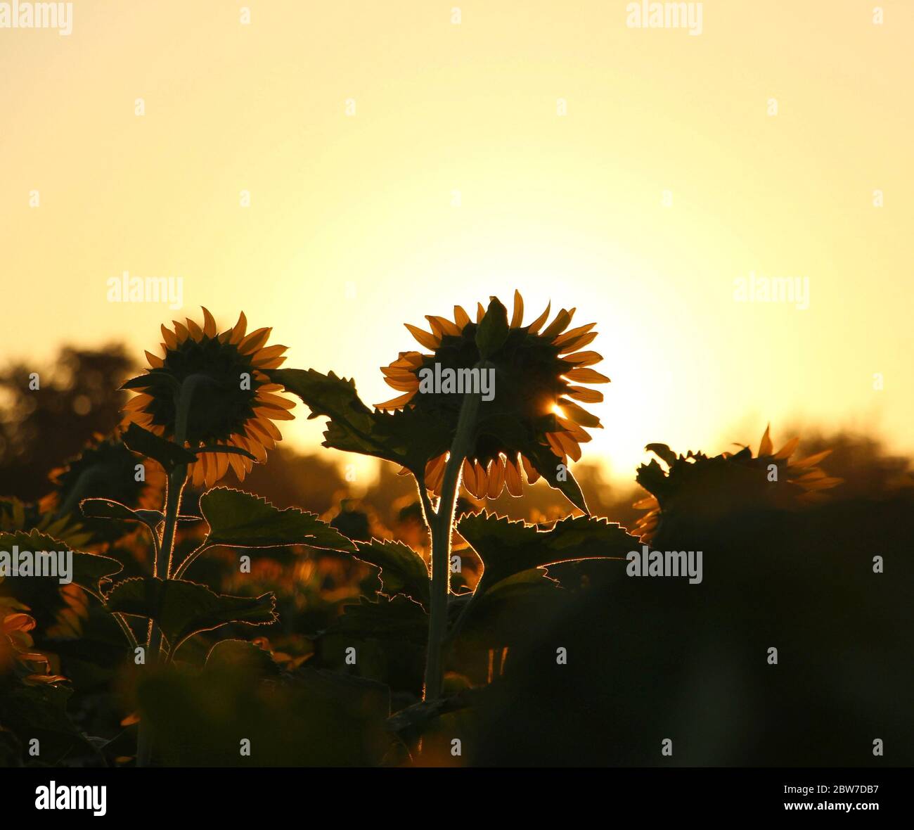 Sunflower sunrise hi-res stock photography and images - Alamy