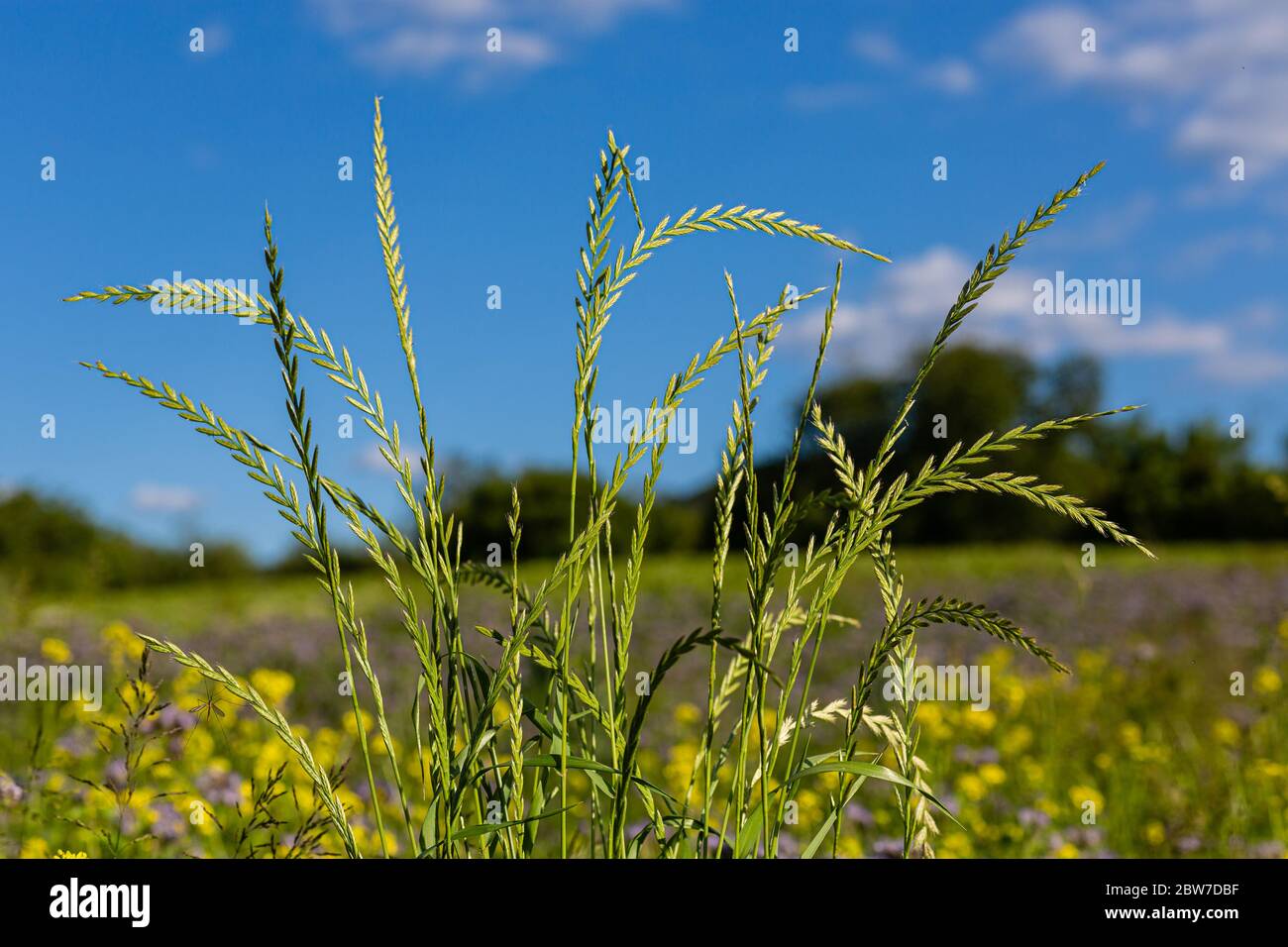 Tall Grass Field Wallpaper