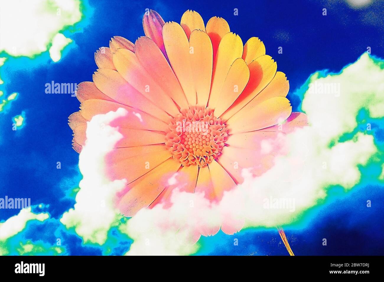 A wonderful nice photo of a flower in sky and clouds used as ...