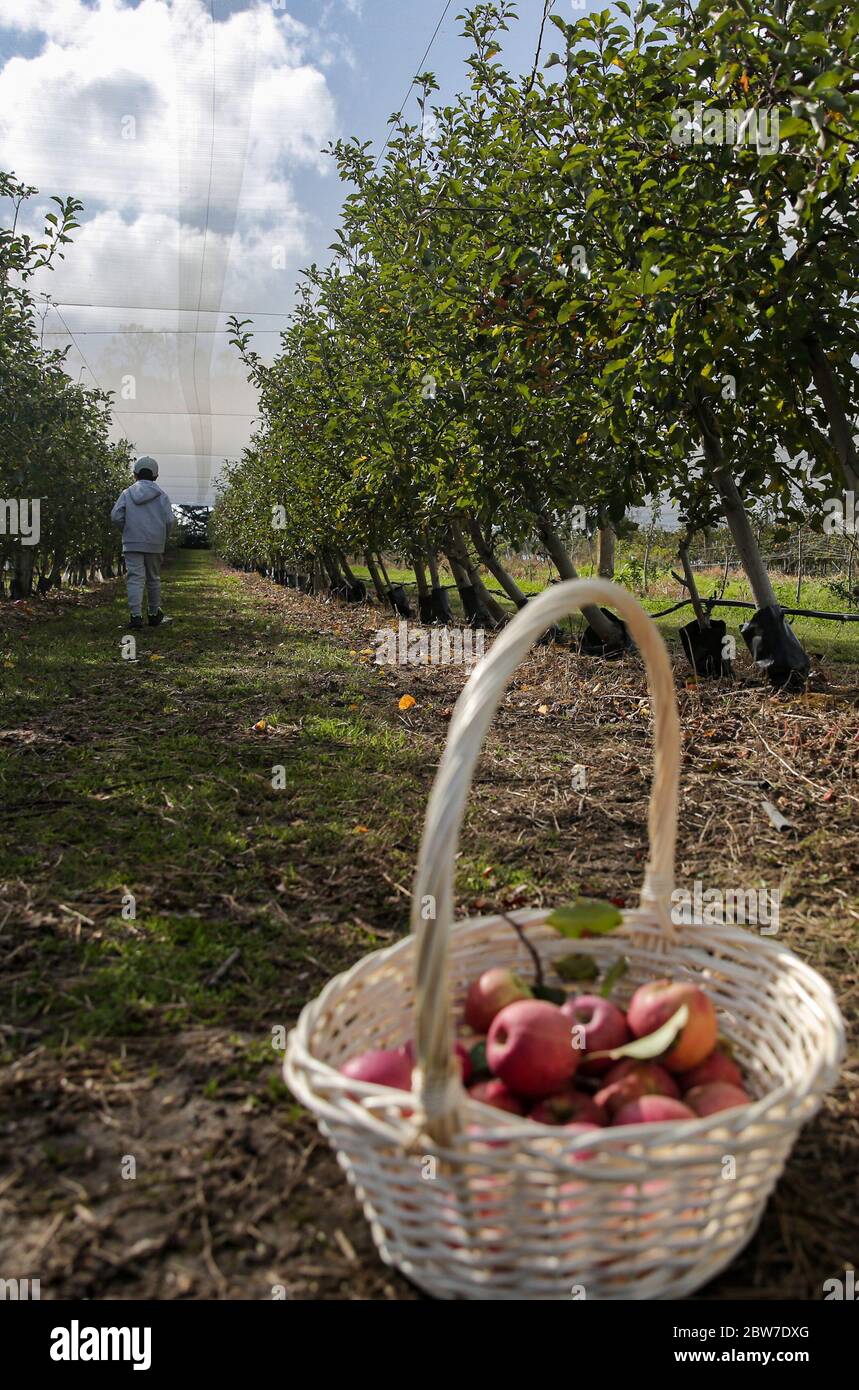 Bilpin, Australia. 30th May, 2020. A basket of apples is put on the ...