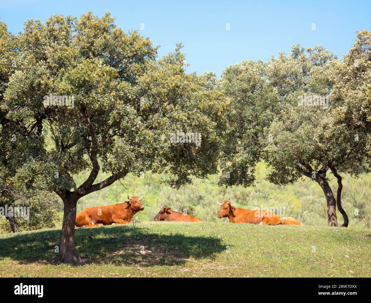 Cows under trees hi-res stock photography and images - Alamy