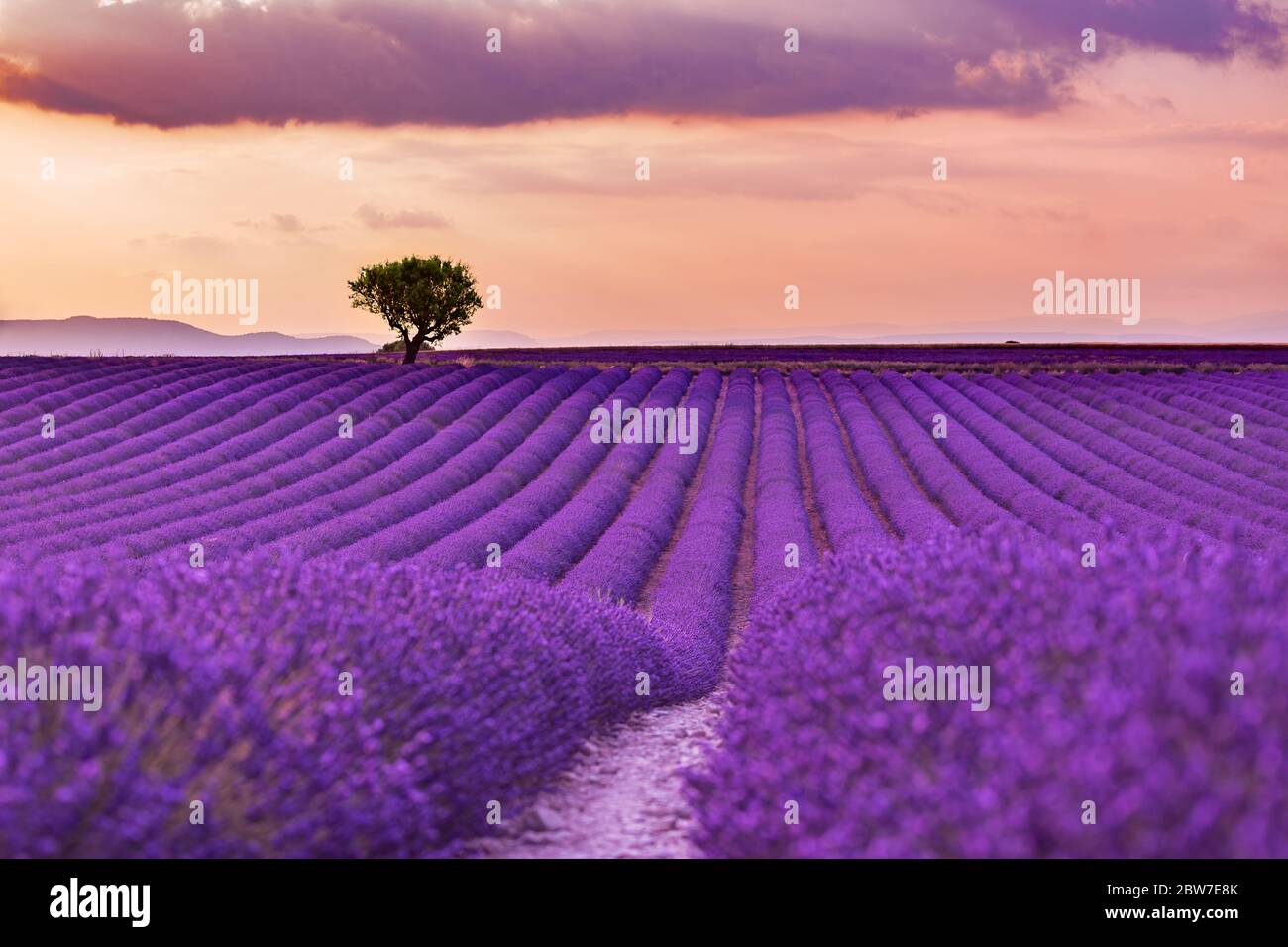 Summer lavender field hi-res stock photography and images - Alamy
