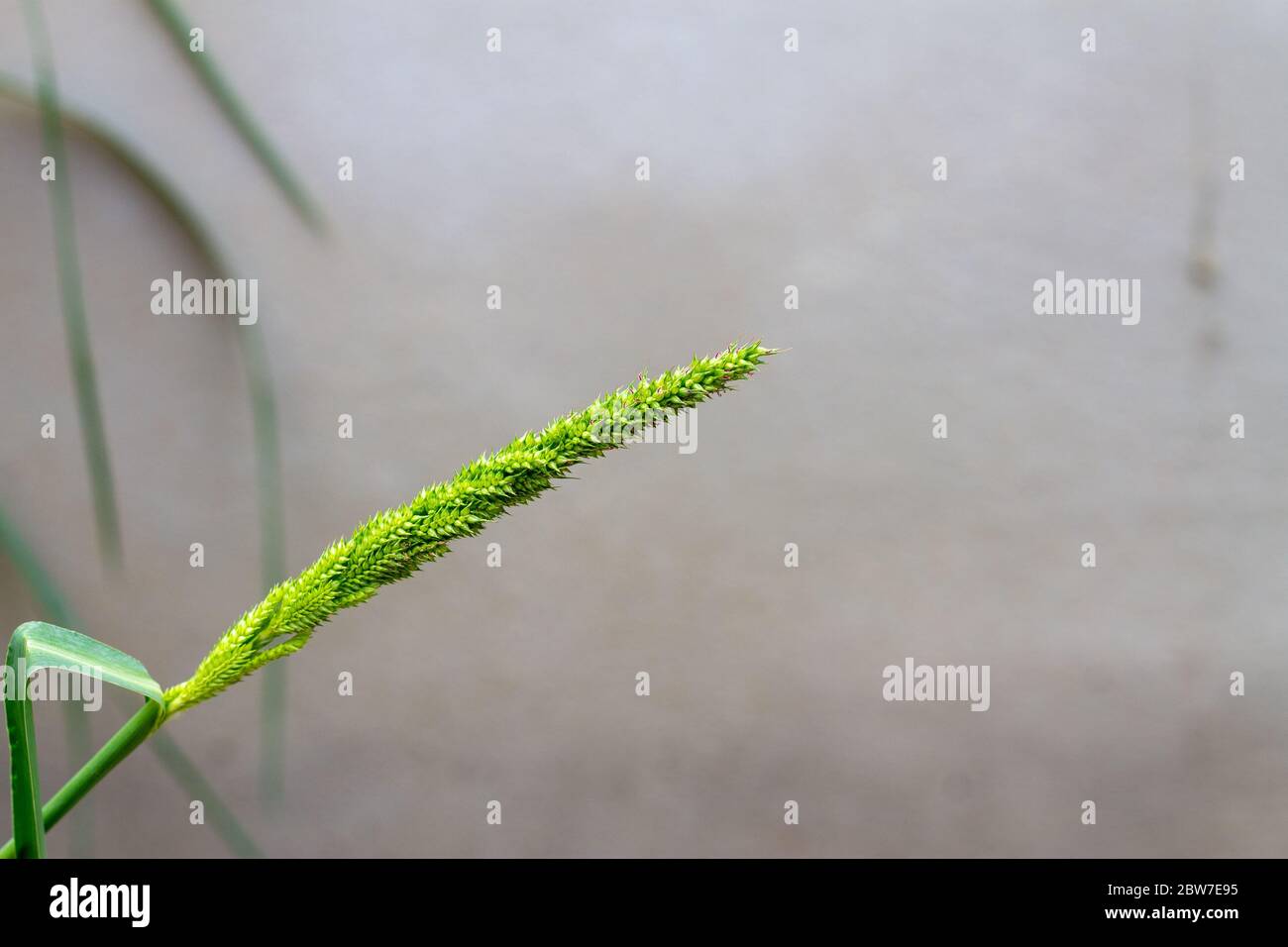 Barnyard grass, Cockspur, Echinochloa crusgalli, cockspur, barnyard ...