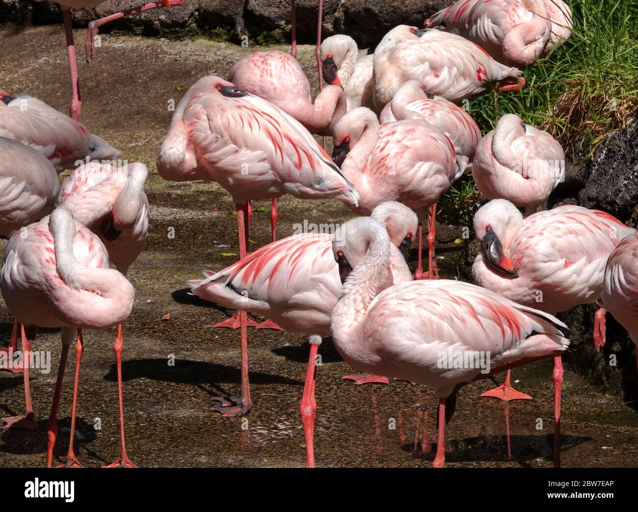 Group of beautiful pink famingos Stock Photo - Alamy