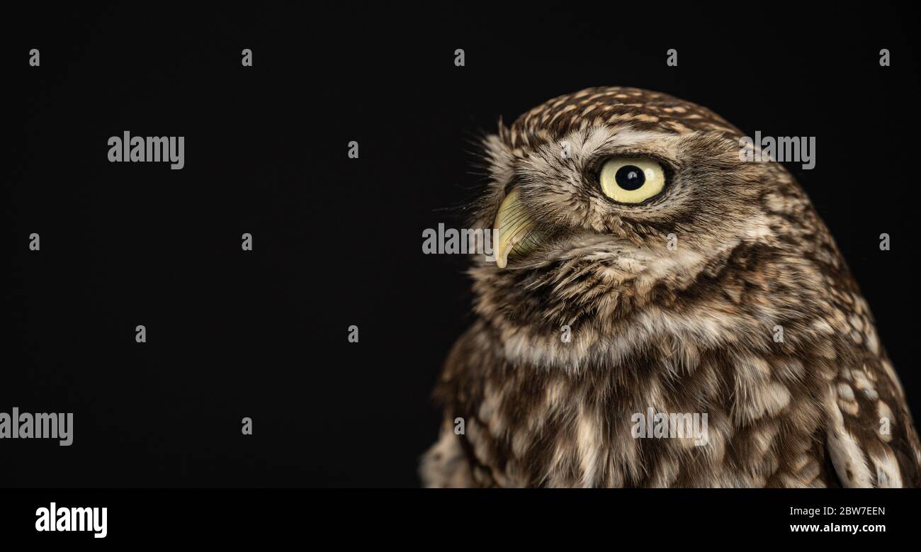 side profile of a owl Stock Photo - Alamy