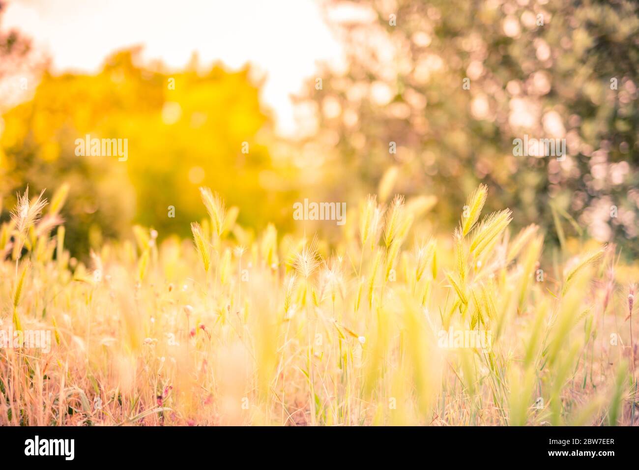 Map of golden meadow hi-res stock photography and images - Alamy
