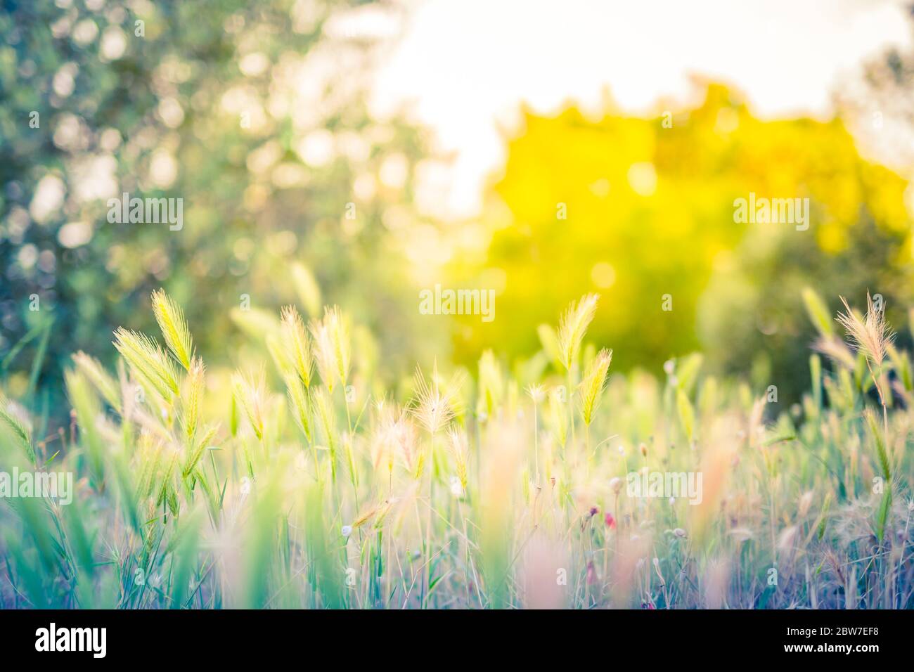 Grass flower meadow closeup, sunset landscape with soft meadow- Spring ...