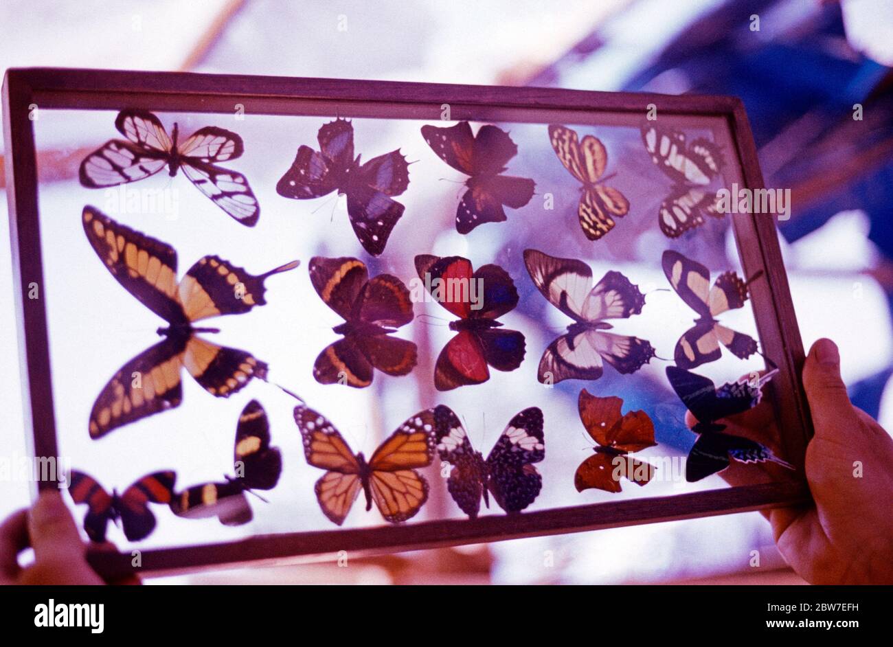collection of butterflies, Indian market near Plaza de Armas, April 30 ...
