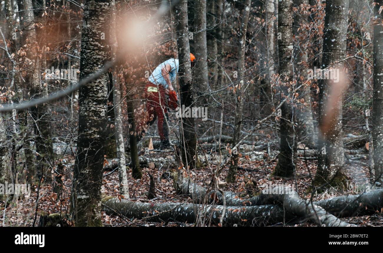 Lumberjack cutting trees in a forest hi-res stock photography and ...