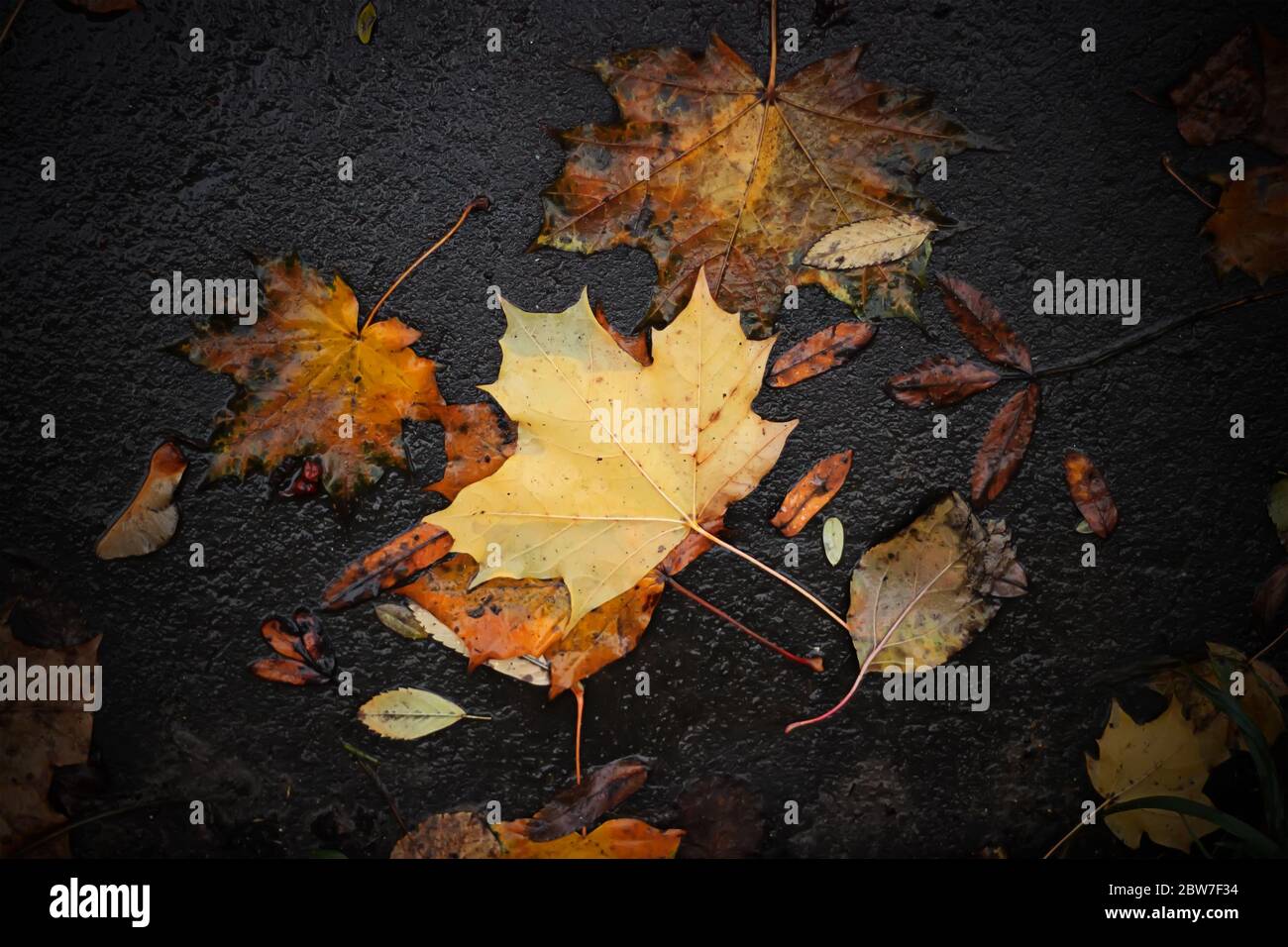 Golden Autumn Time. Yellow Maple Leaf On Asphalt Surface. Orange maple ...
