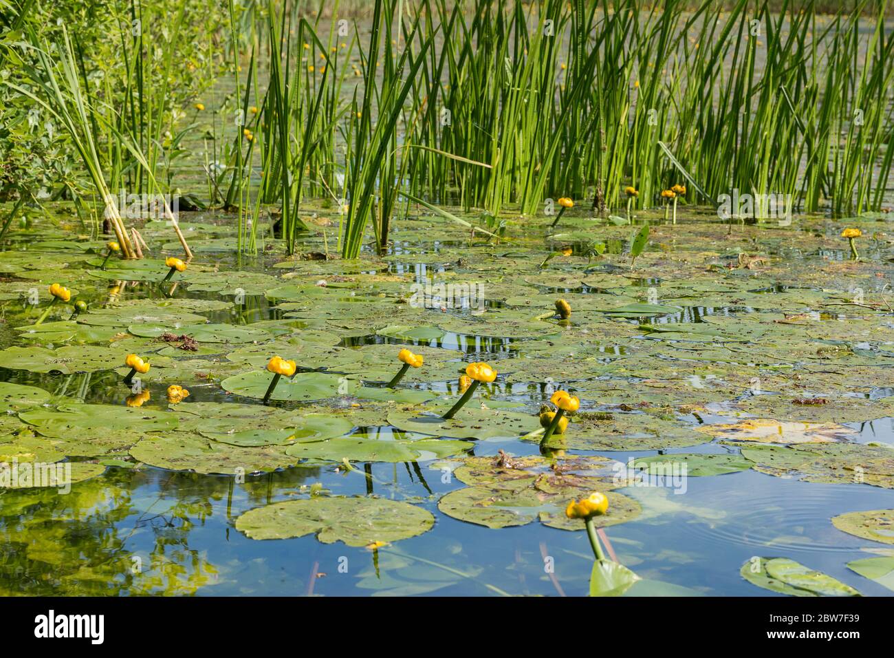 Yellow water lily (Nuphar lutea) water plant oval floating leaves small ...