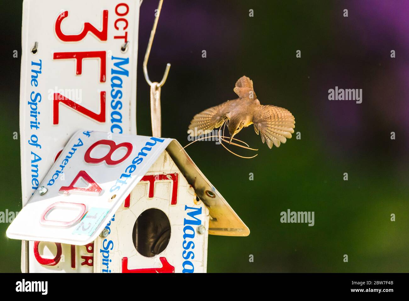 Wren Flying High Resolution Stock Photography and Images - Alamy