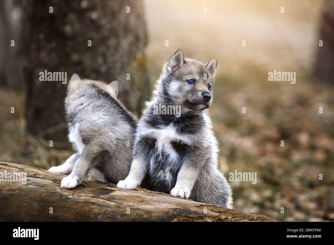 Agouti dog hi-res stock photography and images - Alamy