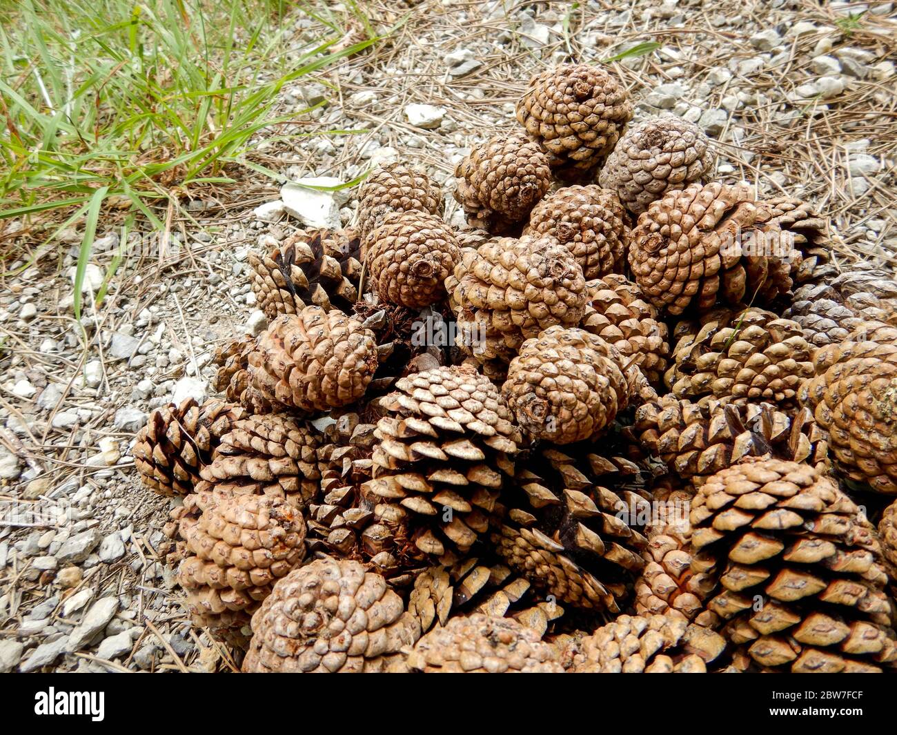 Maritime Pine Cone High Resolution Stock Photography and Images - Alamy