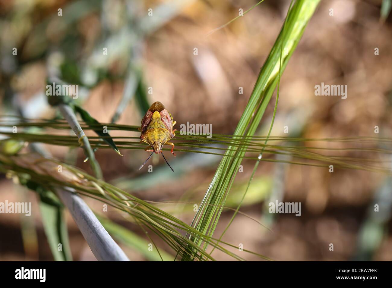 A flying stink bug hi-res stock photography and images - Alamy