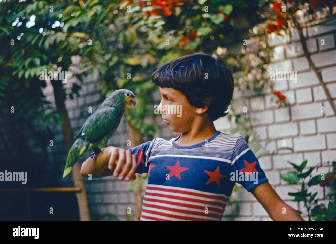boy with a parrot, May 02, 1982, Lima, Peru, South America Stock Photo ...